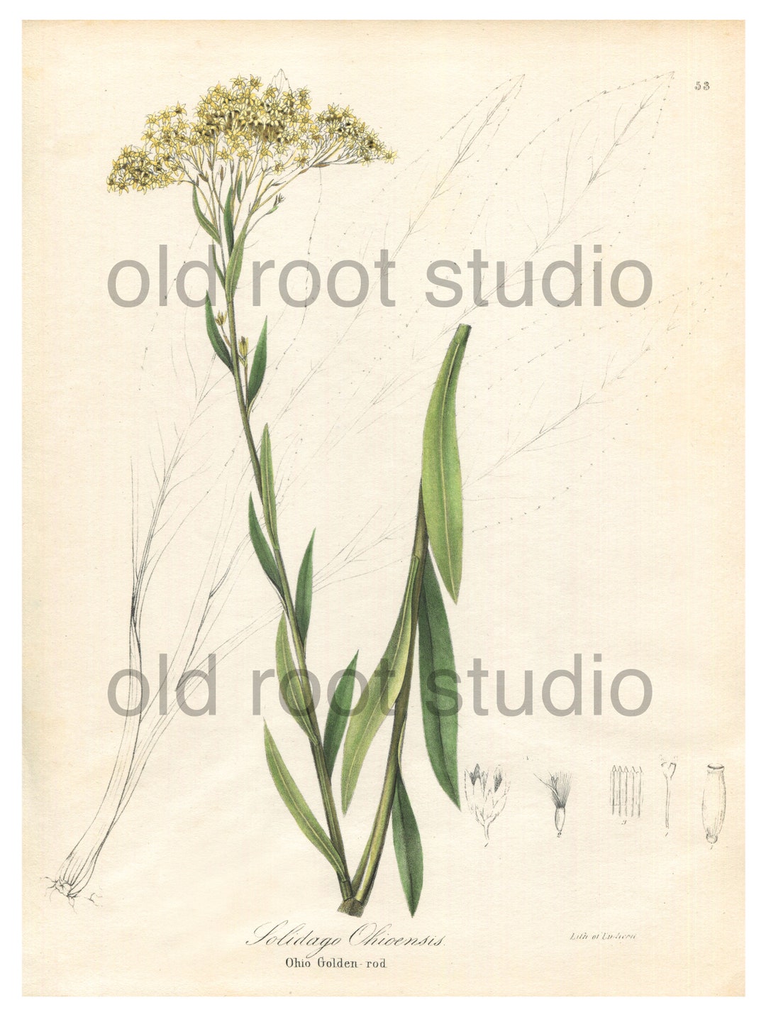 Antique Botanical Print, 1843, Solidago Ohioensis or Ohio Goldenrod ...