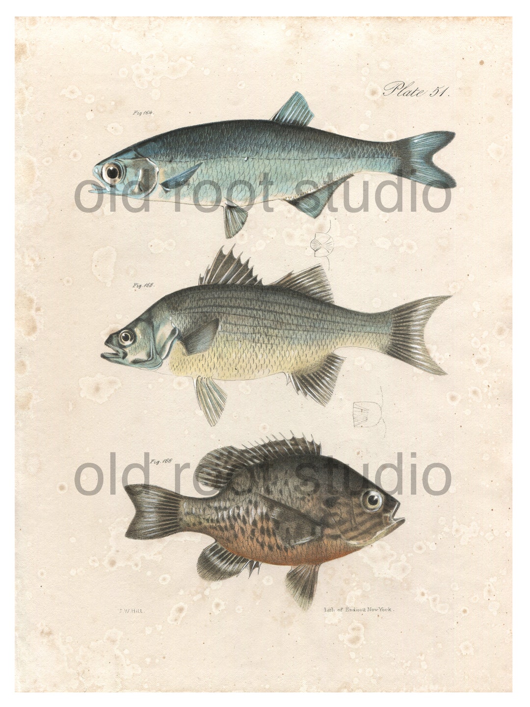 Hand Colored, Original Antique Print of Fish; Mooneye, White Lake Bass ...