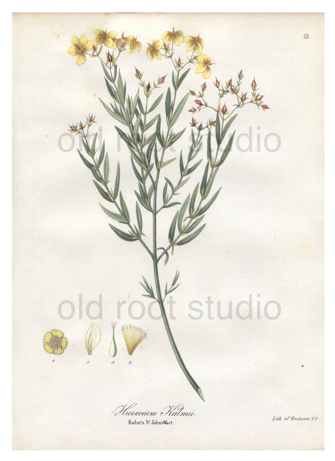 Antique Flower Print, 1843, Hypericum Kalmii, Kalm's St. John's Wort ...
