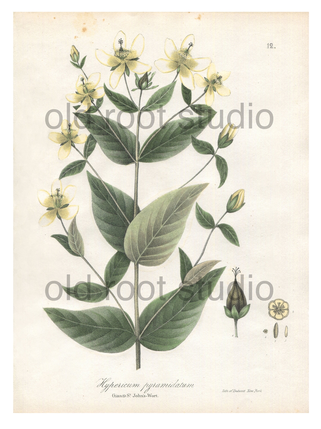 Antique Botanical Print, 1843, Hypericum Pyramidatum or Giant St. John ...