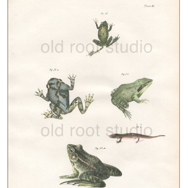 Antique Frog Print - Etsy