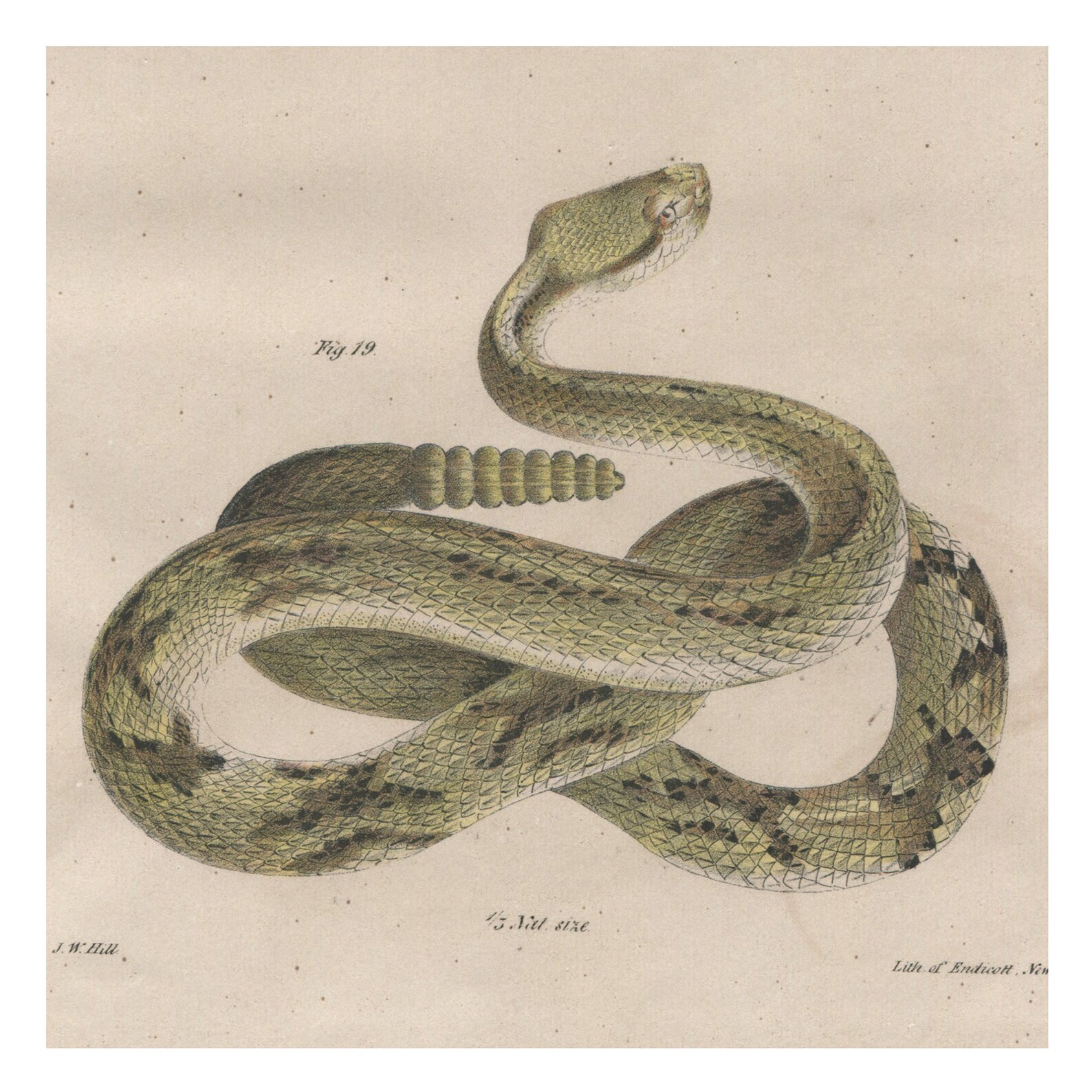 Snakes, Original Antique Print, Hand Painted, 1842; Copperhead ...