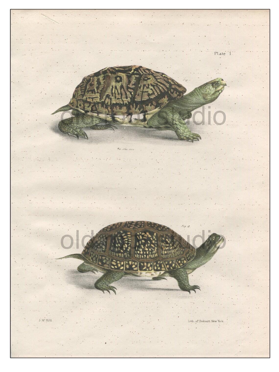 Turtles, Original Antique Print, Hand Painted, 1842 Box Turtle ...