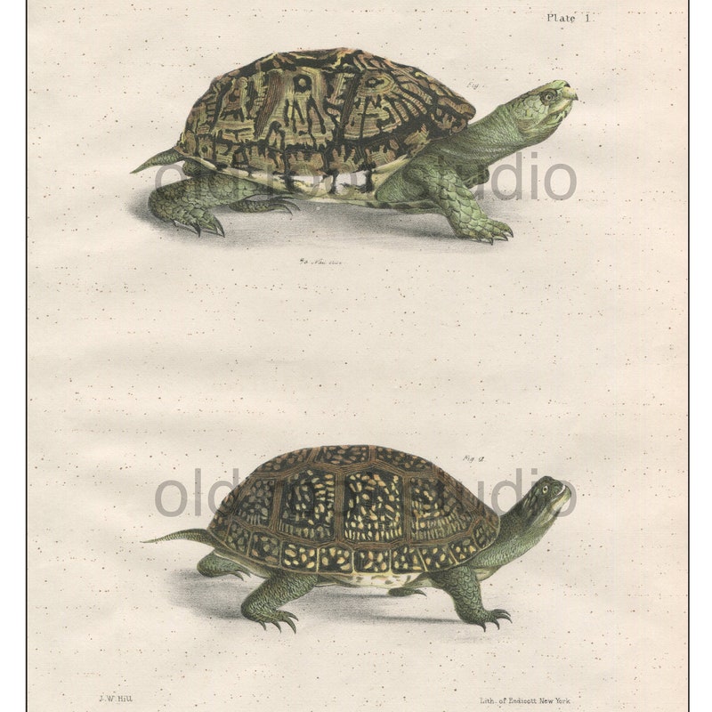 Box Turtle - Etsy