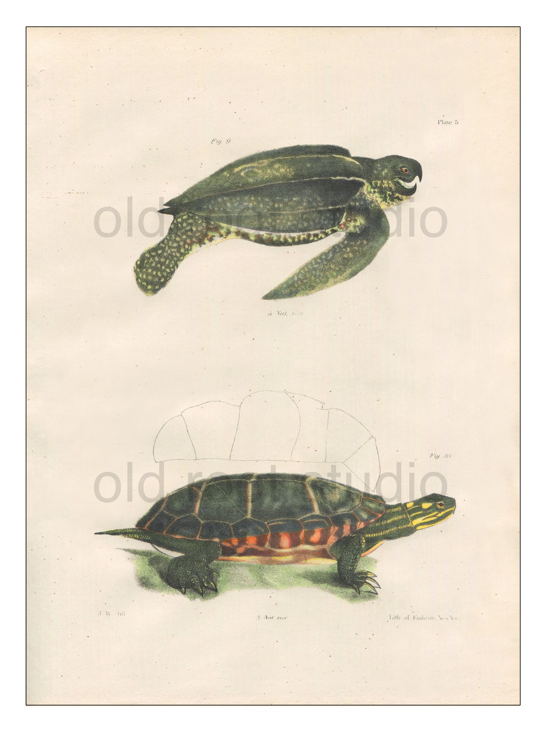 Turtles, Original Antique Print, Hand Painted, 1842; Leatherback Turtle ...