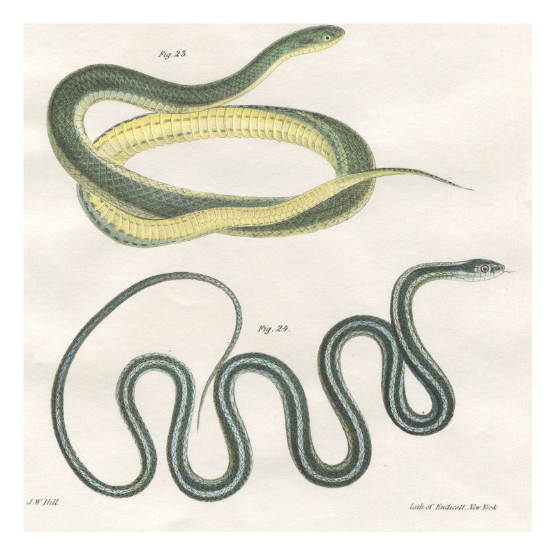 Snakes, Original Antique Print, Hand Painted, 1842; Grass Snake, Yellow ...