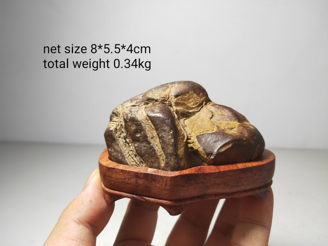 Suiseki Natural River Turtles Stone Viewing Stone - Etsy