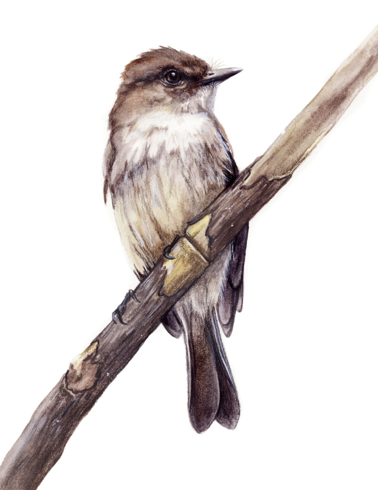 Eastern Phoebe Note Cards - Etsy