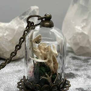 Real Skull Terrarium Curio Necklace - Etsy