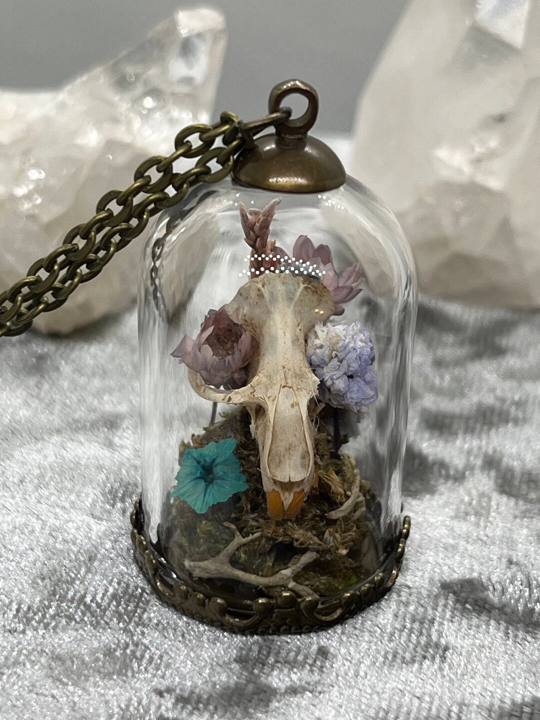 Real Skull Terrarium Curio Necklace - Etsy