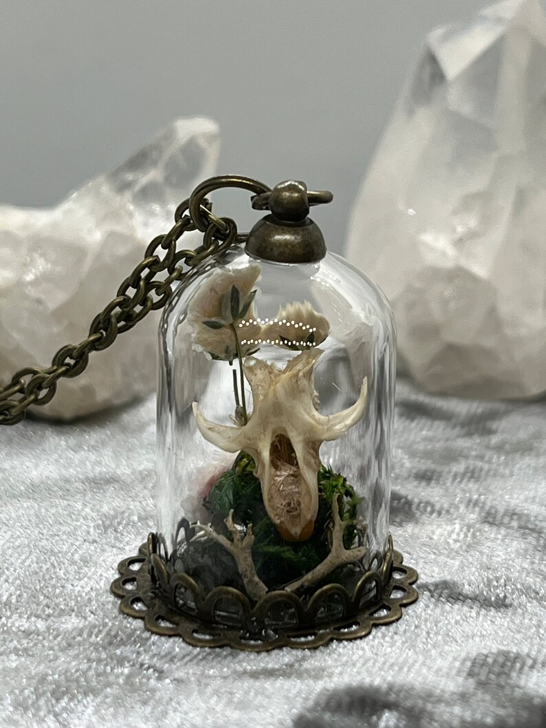 Real Skull Terrarium Curio Necklace - Etsy