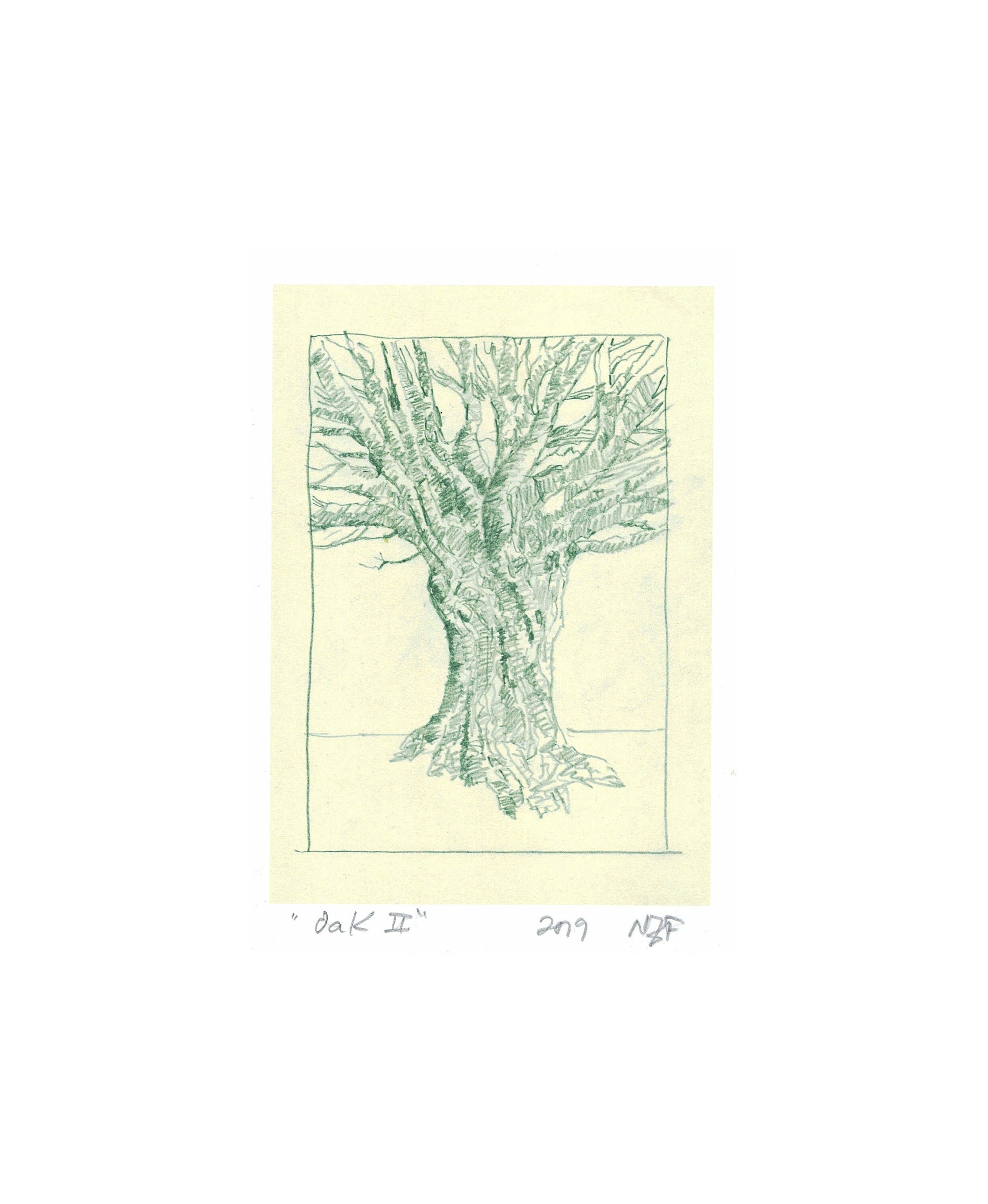 Oak Tree Pencil Drawing