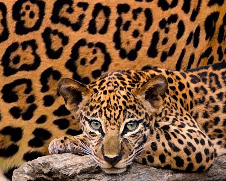 Baby Jaguar With Mom - Rug Hooking Pattern - Etsy