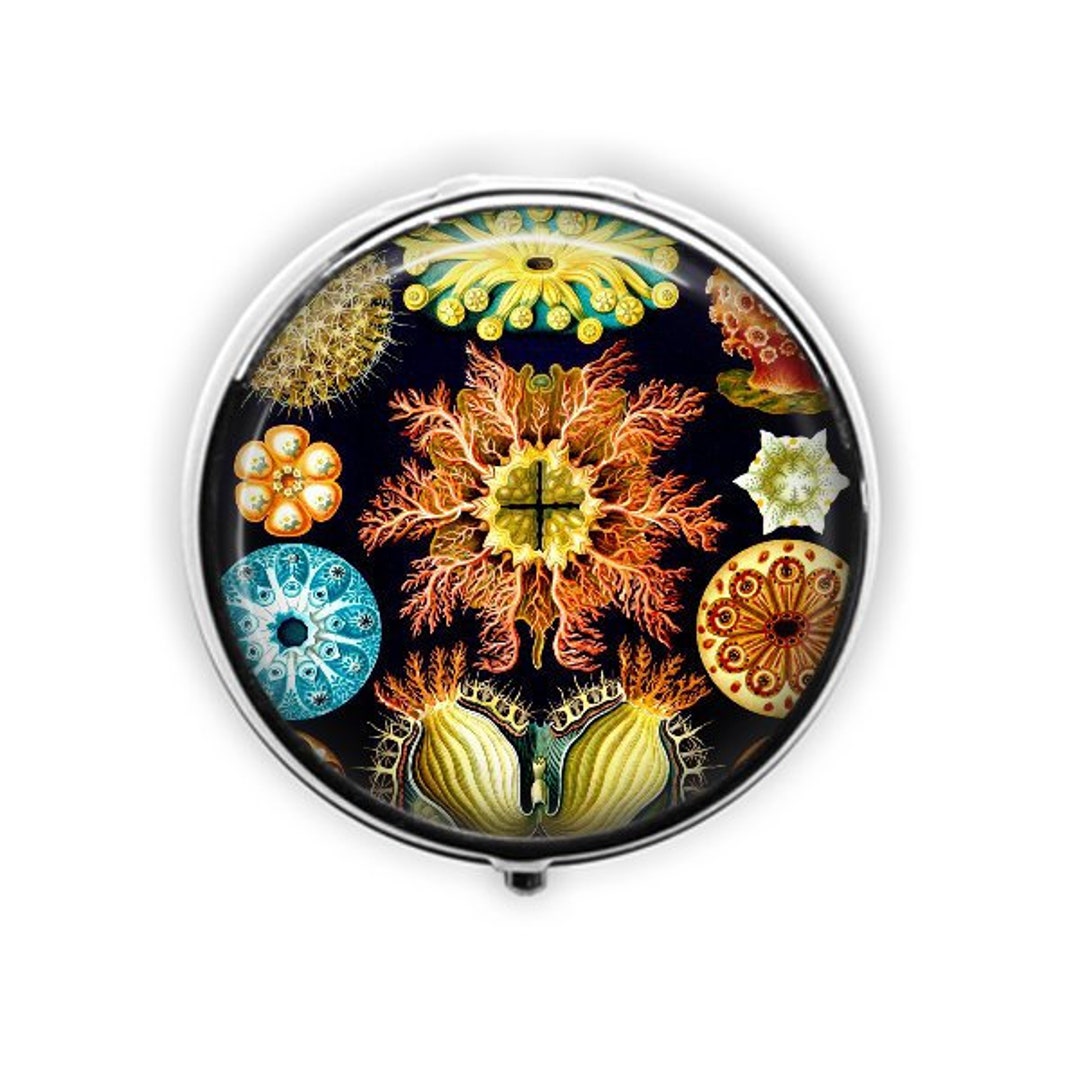 Marine Life Pill Box, Sea Squirt Pill Case, Vintage Ocean Creature ...