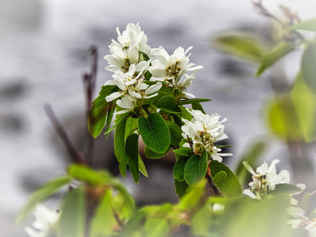 White Juneberry Serviceberry Beautiful Flowers Wall Art, Lovely White ...