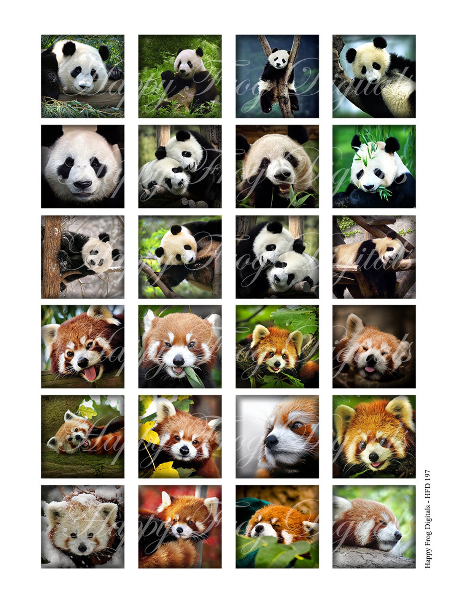 Panda Bears 1.5x1.5 1x1 25x25 Mm - Etsy