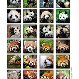Panda Bears - 1.5"x1.5", 1"x1", 25x25 Mm Squares - Digital Collage ...