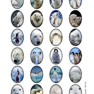 Polar Bears and Penguins - 30x40, 18x25 and 13x18 Mm Ovals - Digital ...