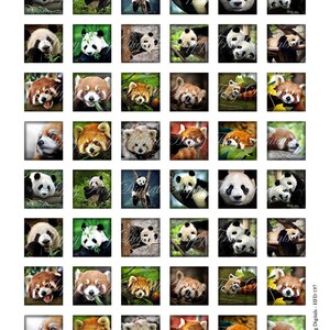 Panda Bears - 1.5"x1.5", 1"x1", 25x25 Mm Squares - Digital Collage ...