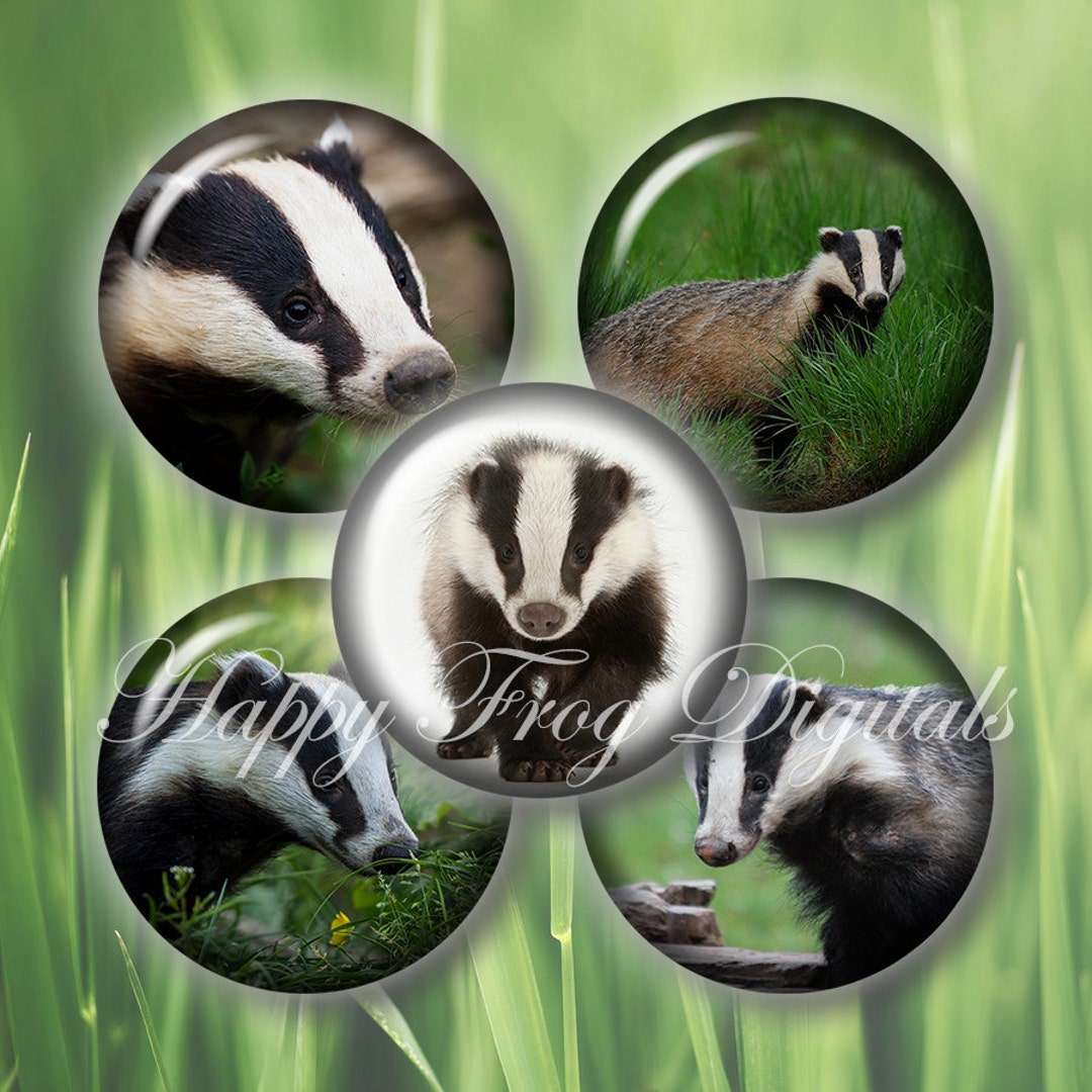 Badgers 12 14 16 18 20 Mm Circles Digital Collage - Etsy