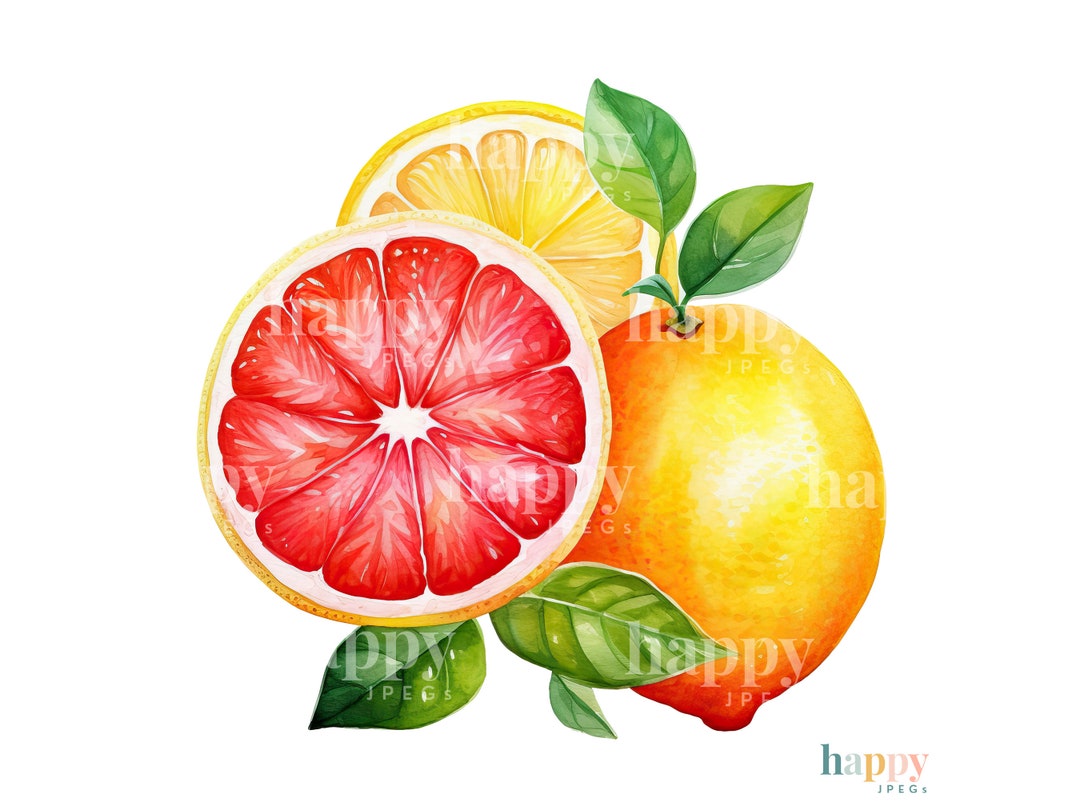 10 Citrus Fruit Clipart Set Printable Watercolour Clipart JPEG Clipart ...