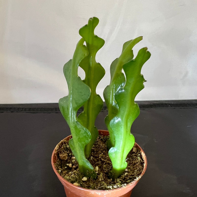 Ric Rac Cactus - Etsy