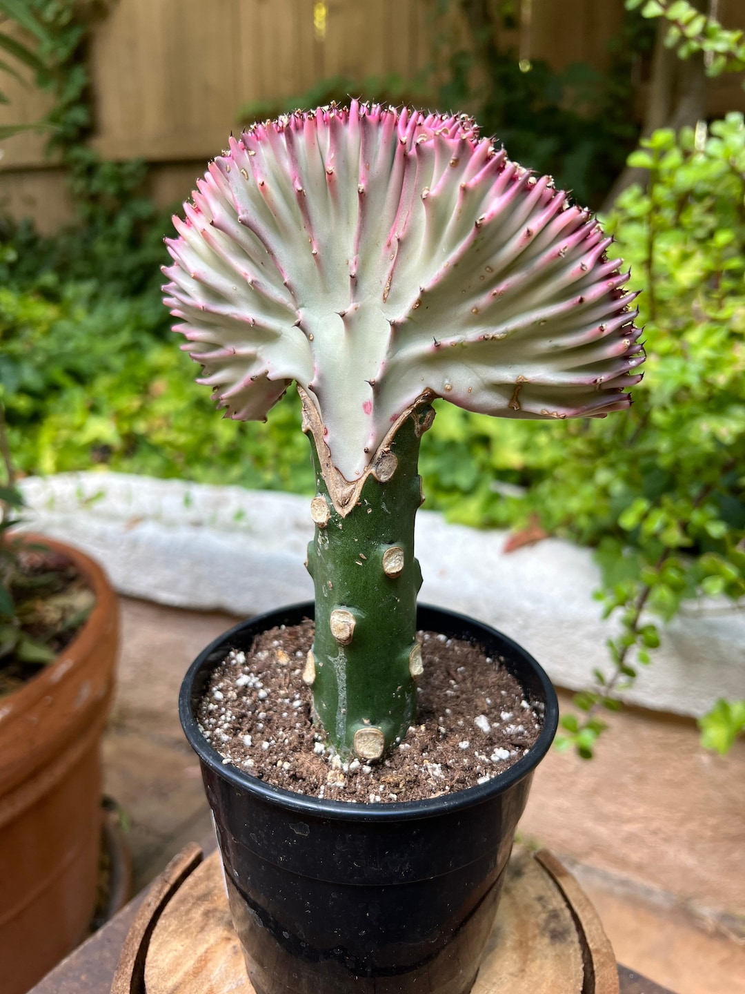Rare Euphorbia Lactea Cristata, Live Rooted Coral Cactus, Limited ...