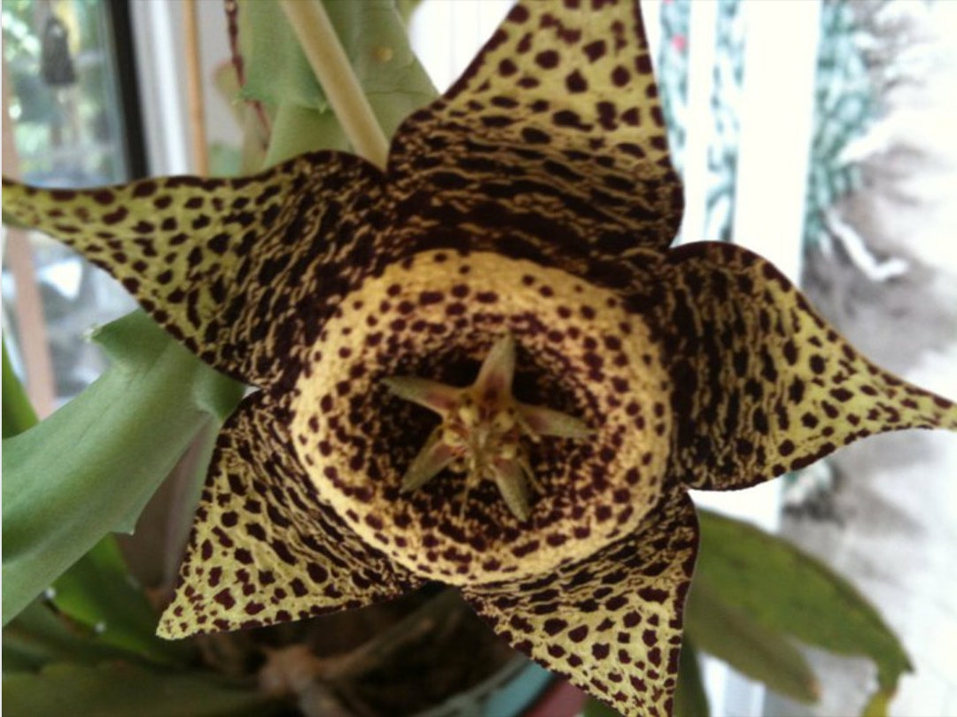 Orbea Variegata Stapelia carrion Plantstarfish Flowerlive Cuts or Fully ...