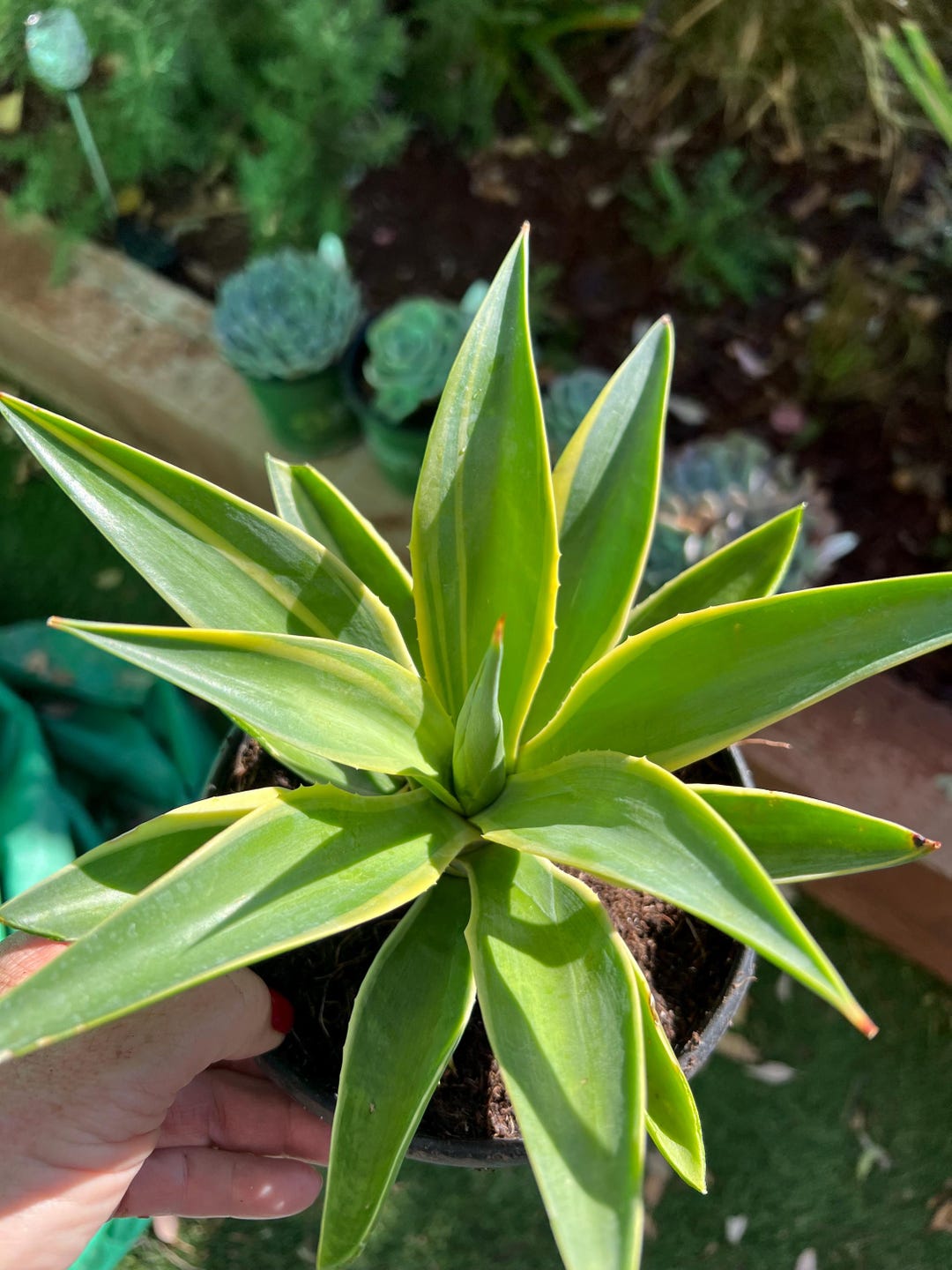 Agave Desmetiana Variegata in 6" Pot• Variegated Soft Agave• Indoor ...