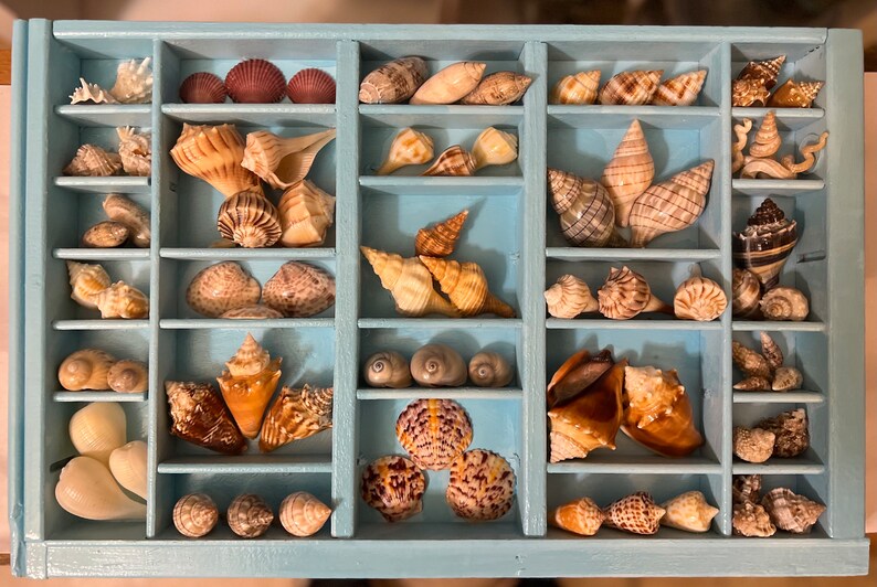 Vintage Printer Tray Seashell Display, Beachy Blue 16.5 X 11” - Etsy