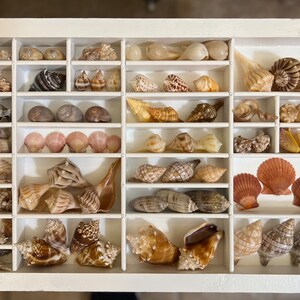 Vintage Printer Tray Seashell Display, White 17 X 11.5” - Etsy