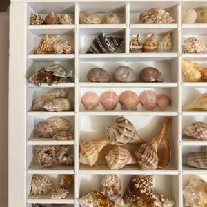 Vintage Printer Tray Seashell Display, White 17 X 11.5” - Etsy