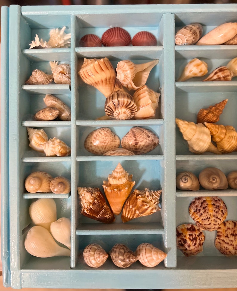 Vintage Printer Tray Seashell Display, Beachy Blue 16.5 X 11” - Etsy