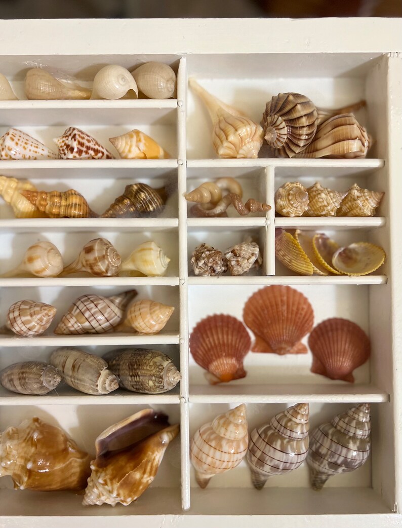 Vintage Printer Tray Seashell Display, White 17 X 11.5” - Etsy