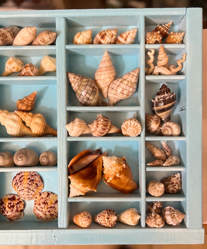 Vintage Printer Tray Seashell Display, Beachy Blue 16.5 X 11” - Etsy