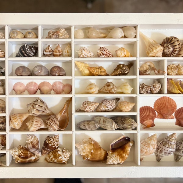 Seashell Display - Etsy