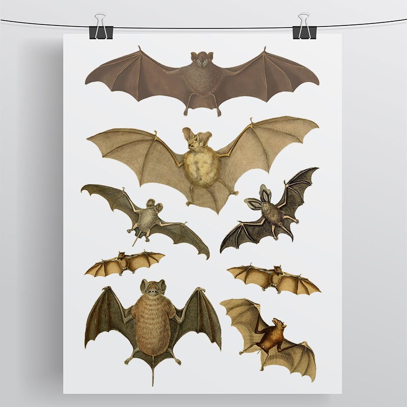 Temporary Tattoo Bat - Etsy