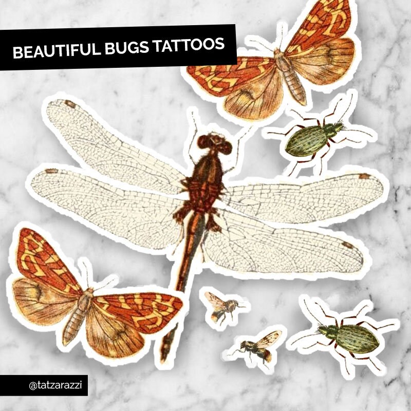 Vintage Insects Bugs Temporary Tattoo Temp Tat Illustration | Etsy