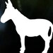 Donkey Vinyl Decal Sticker - Farm Barnyard Animal Jackass Burro Mule - Etsy