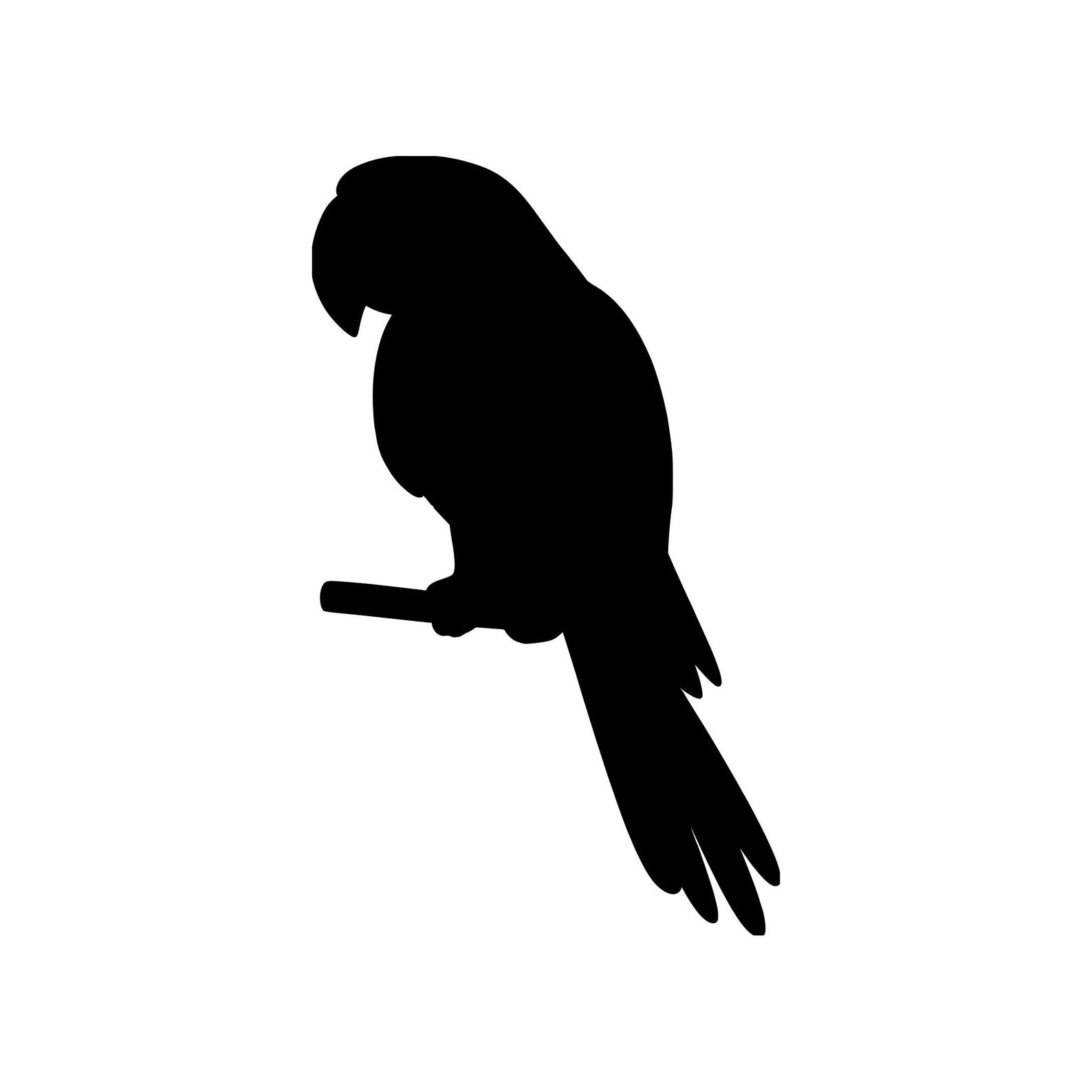 PARROT Vinyl Decal Sticker Tropical Bird African Grey - Etsy