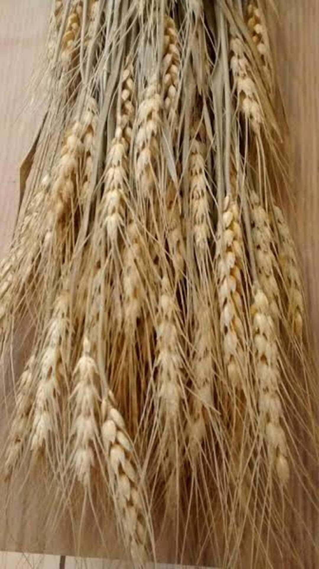 Dried Wheat Bunches (10 Bunches) Dried Wheat Bundles/wheat for Weddings ...