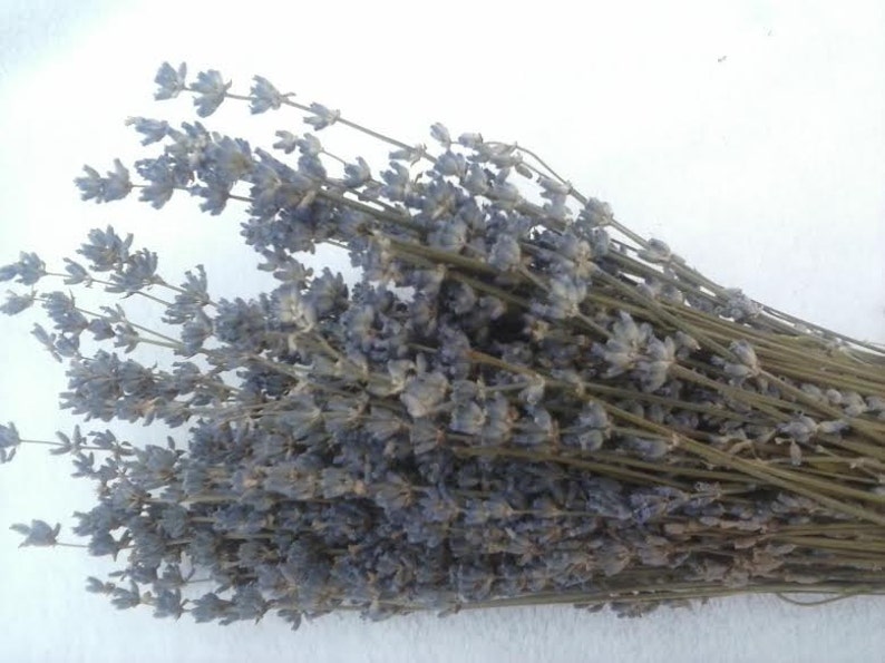 Dried Lavender Bunches (15 Bunches) - Dried Lavender/english Lavender ...