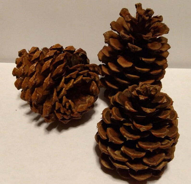 50 Cônes de pin ponderosa 34 Variété de couleurs pour | Etsy