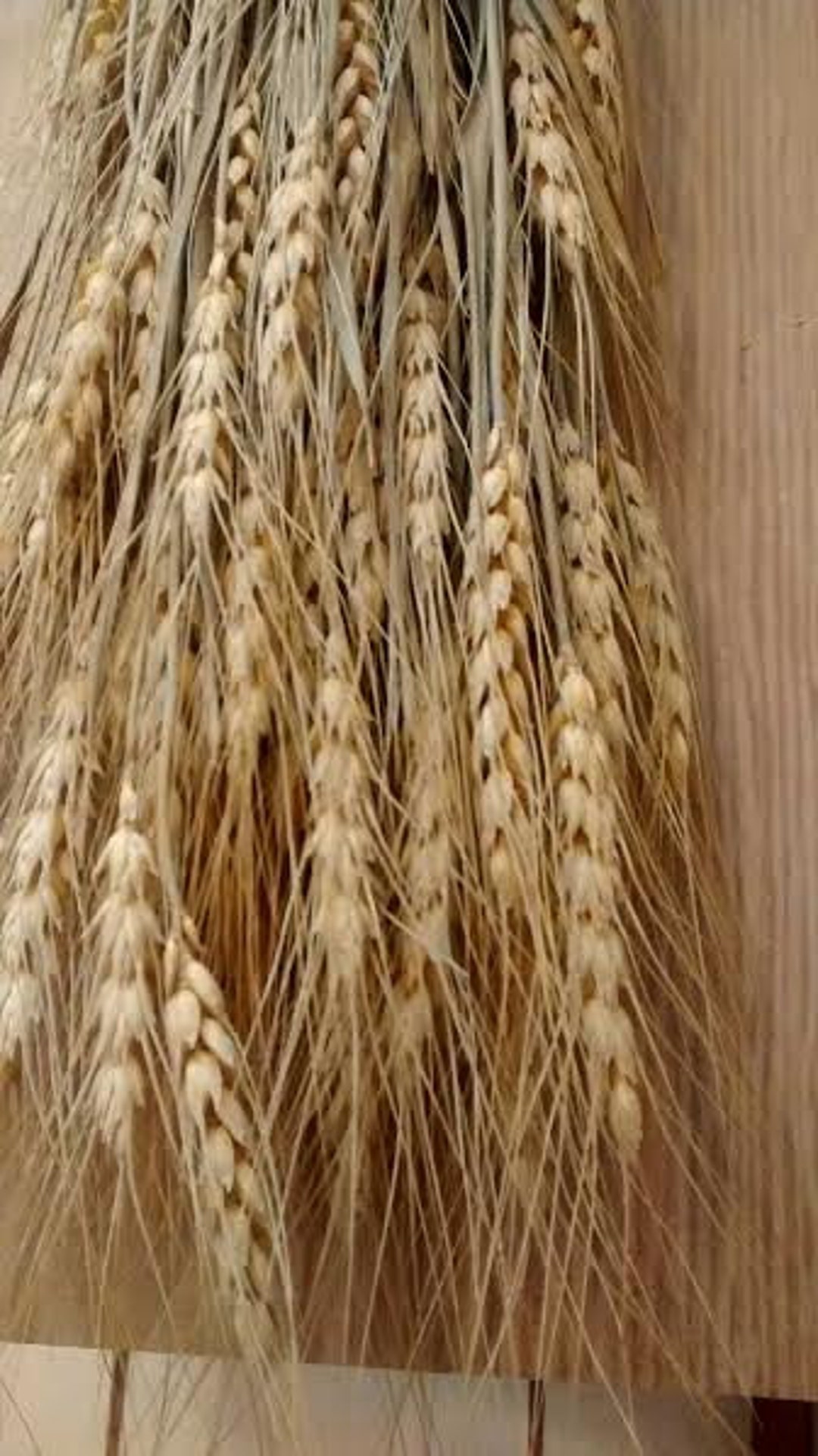 2 Dried Wheat Bunches - Dried Wheat Bundles/wheat for Weddings/golden ...