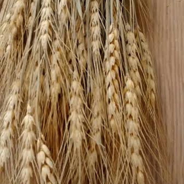 Wheat Stalks - Etsy