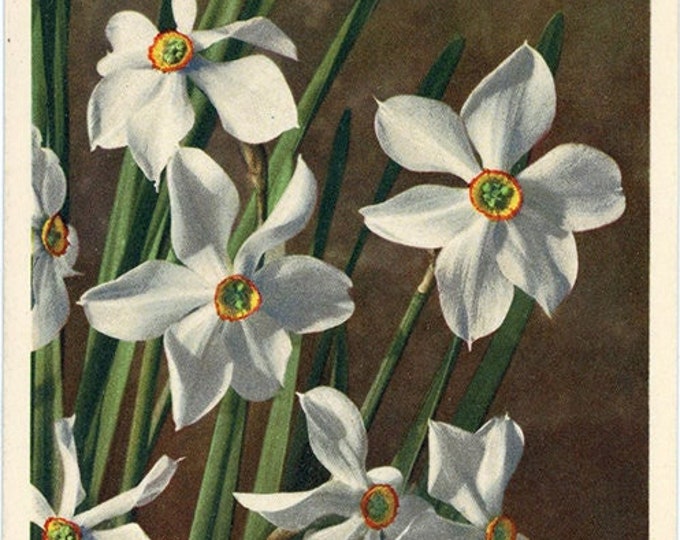 Narcissus Spring Flowers Vintage Botanical Art Postcard THOR E - Etsy