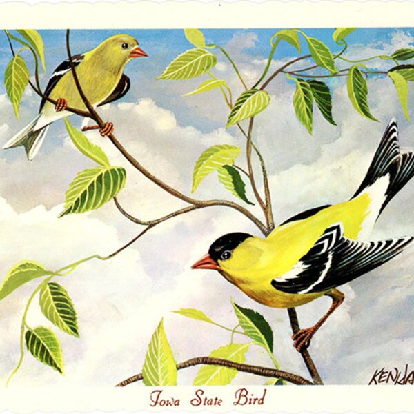 Eastern Goldfinch - Etsy