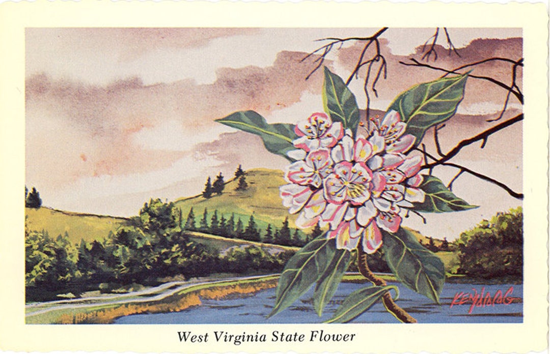 West Virginia State Flower Big Laurel Botanical Postcard - Etsy