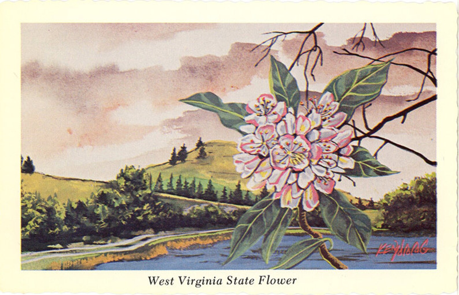 West Virginia State Flower Big Laurel Botanical Postcard - Etsy