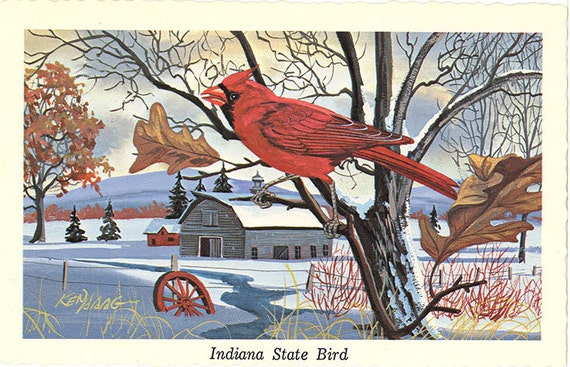 Indiana State Bird Cardinal Redbird Vintage Postcard Signed | Etsy